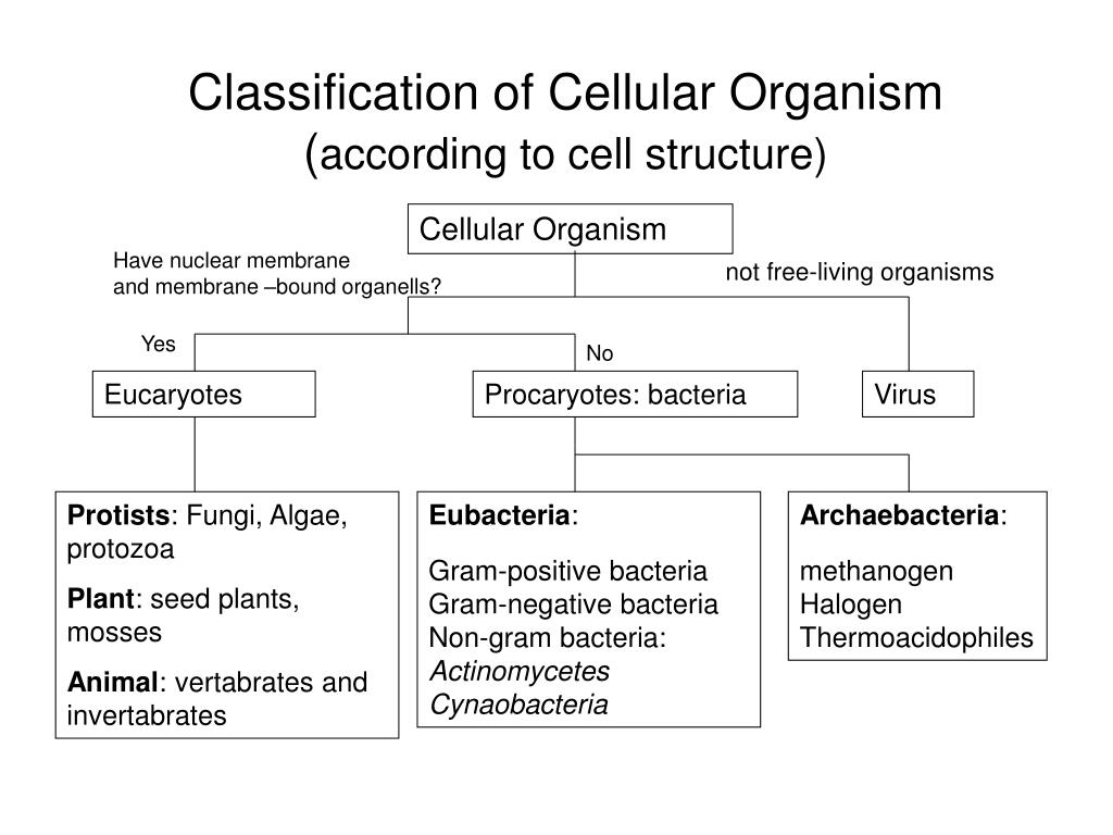 PPT - Classification of Cellular Organism ( according to cell structure ...