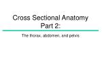 PPT - CROSS SECTIONAL ANATOMY PowerPoint Presentation, free download ...