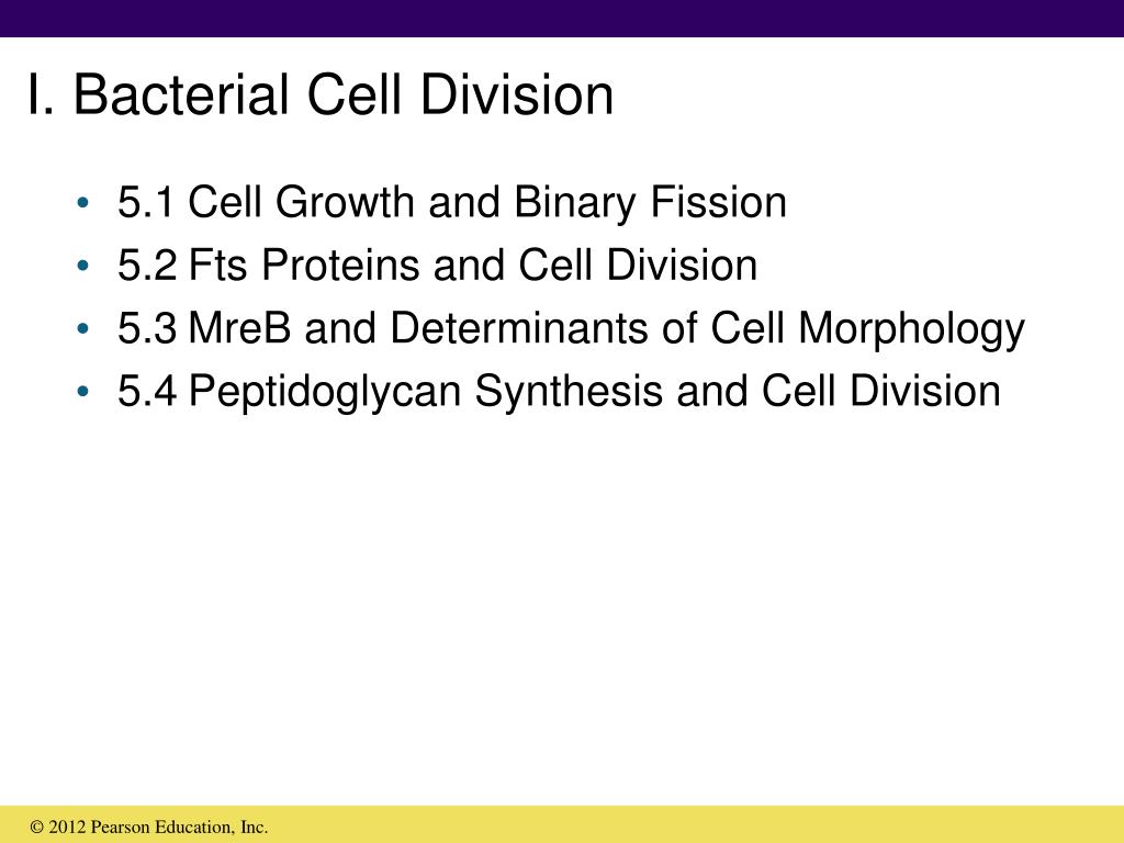 PPT - I. Bacterial Cell Division PowerPoint Presentation, free download - ID:801937