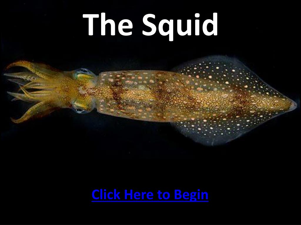 PPT - The Squid PowerPoint Presentation, free download - ID:809498