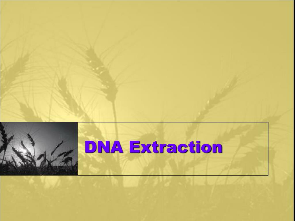 PPT - DNA Extraction PowerPoint Presentation, free download - ID:809958