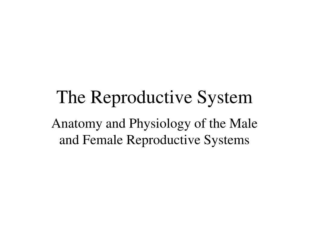 PPT - The Reproductive System PowerPoint Presentation, free download ...