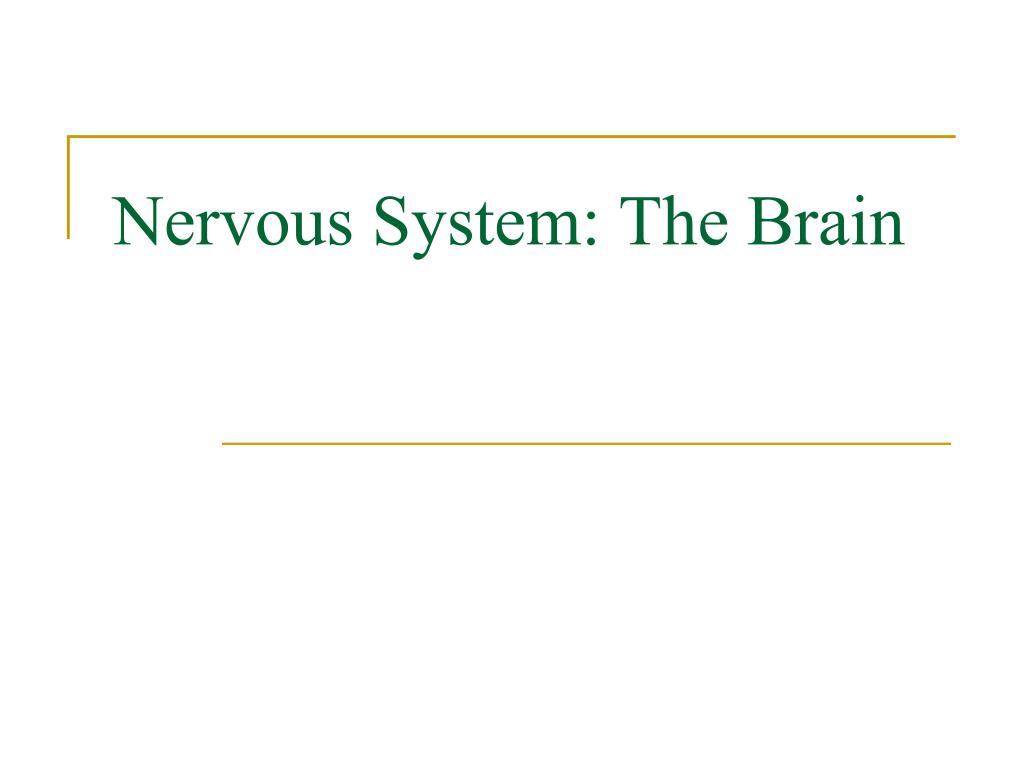 PPT - Nervous System: The Brain PowerPoint Presentation, free download ...