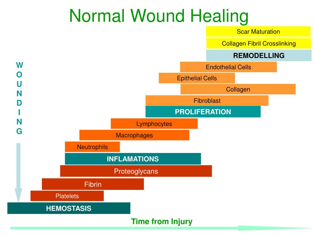 PPT - Normal Wound Healing PowerPoint Presentation, free download - ID ...