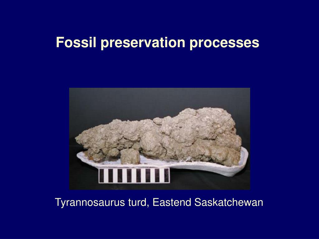 PPT - Fossil preservation processes PowerPoint Presentation, free ...