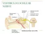 PPT - The Auditory & Vestibular Systems PowerPoint Presentation, free ...