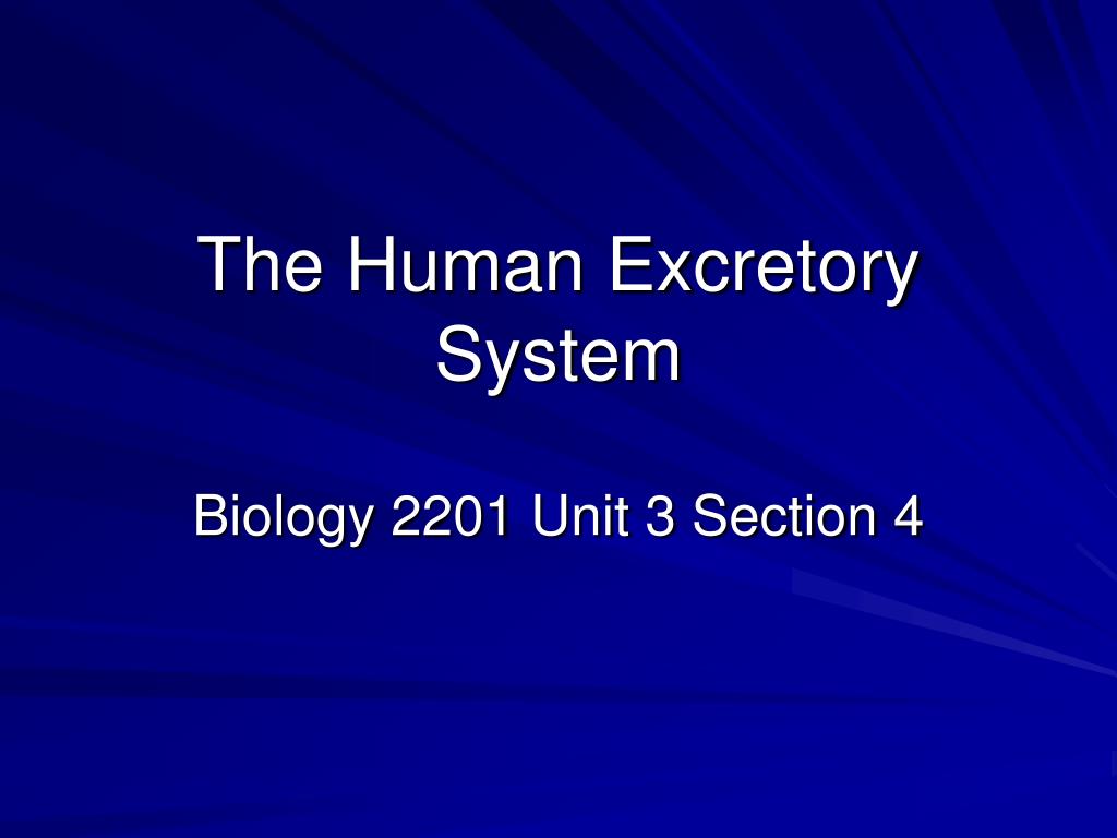 PPT - The Human Excretory System PowerPoint Presentation, free download ...