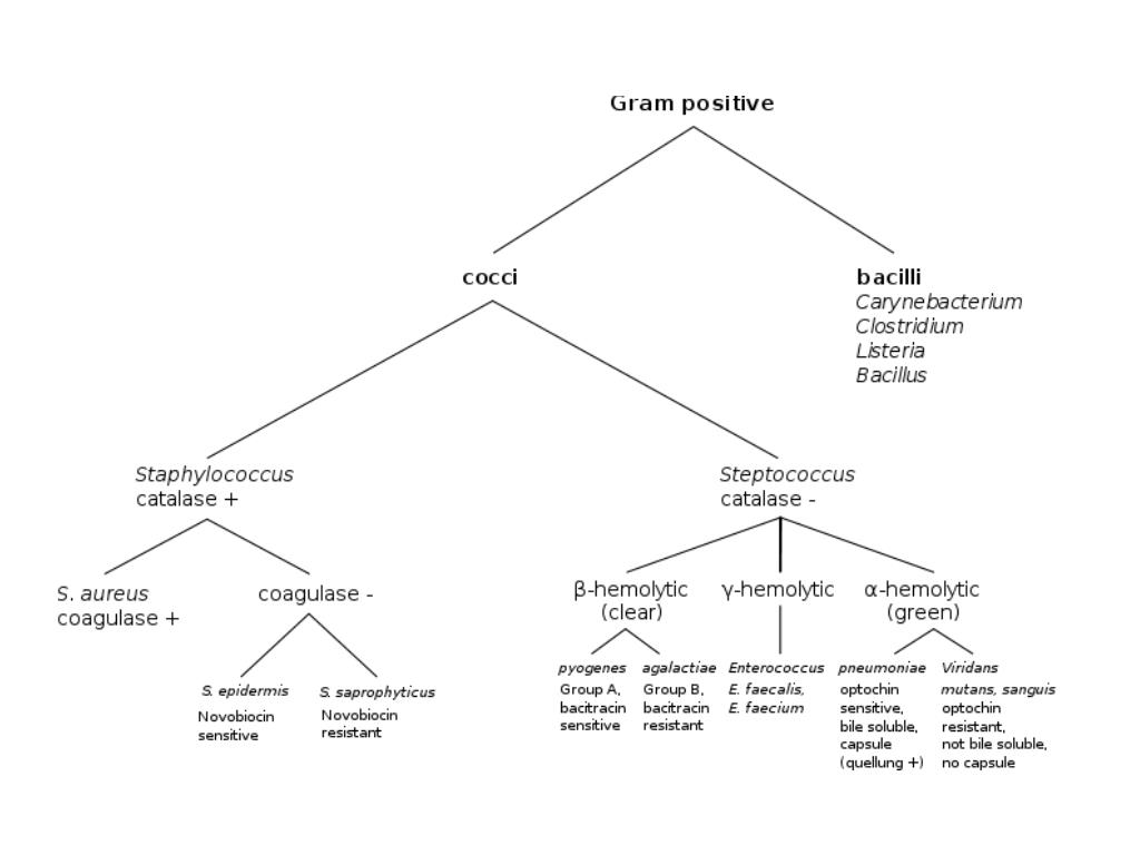 PPT - Coryneform bacteria, listeria and erysipelothrix PowerPoint ...