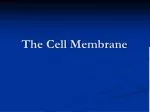 PPT - The Cell Membrane PowerPoint Presentation, free download - ID:7068362