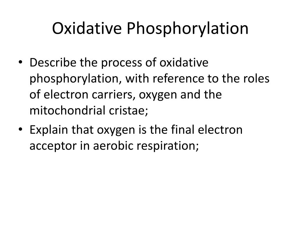 PPT - Oxidative Phosphorylation PowerPoint Presentation, free download ...