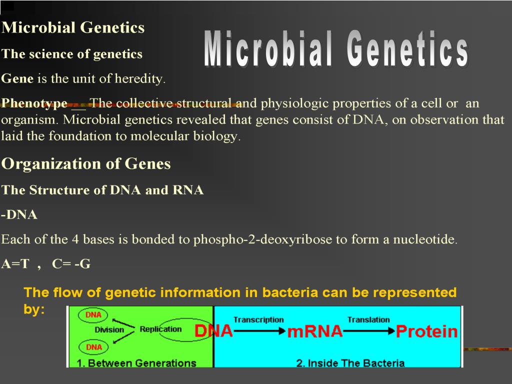 PPT - Microbial Genetics PowerPoint Presentation, free download - ID:831356