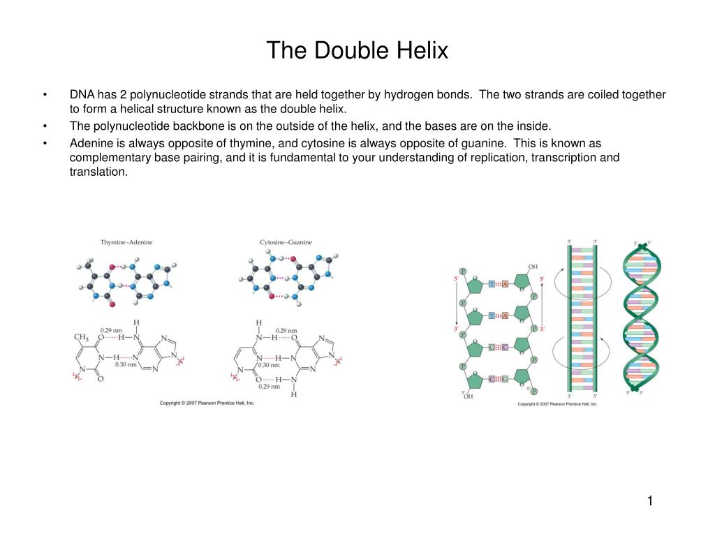 PPT - The Double Helix PowerPoint Presentation, free download - ID:831947