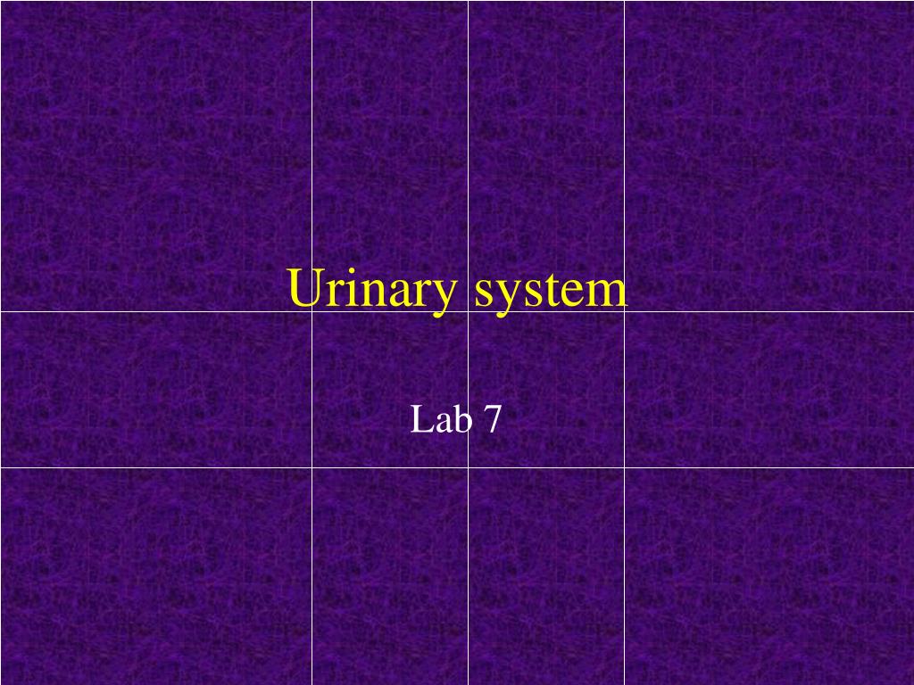 PPT - Urinary system PowerPoint Presentation, free download - ID:835437