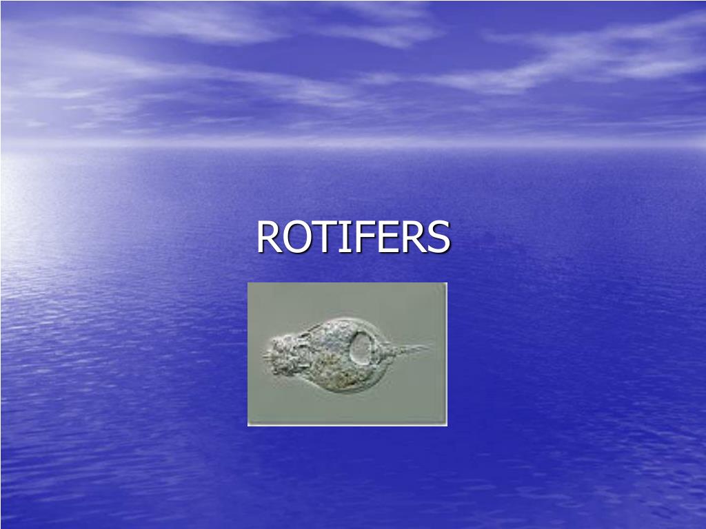 PPT - ROTIFERS PowerPoint Presentation, free download - ID:835522