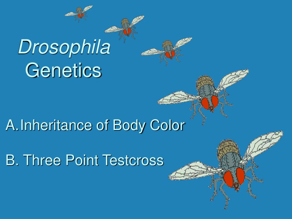 PPT - Drosophila Genetics PowerPoint Presentation, free download - ID ...
