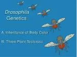 PPT - Drosophila Genetics I PowerPoint Presentation, free download - ID ...