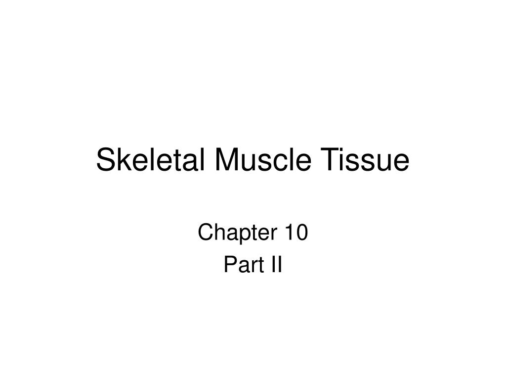 PPT - Skeletal Muscle Tissue PowerPoint Presentation, free download ...