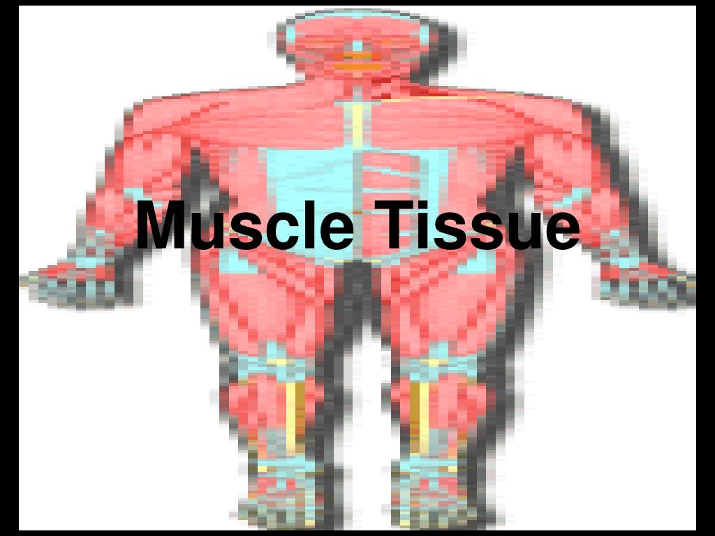 PPT - Muscle Tissue PowerPoint Presentation, free download - ID:844945