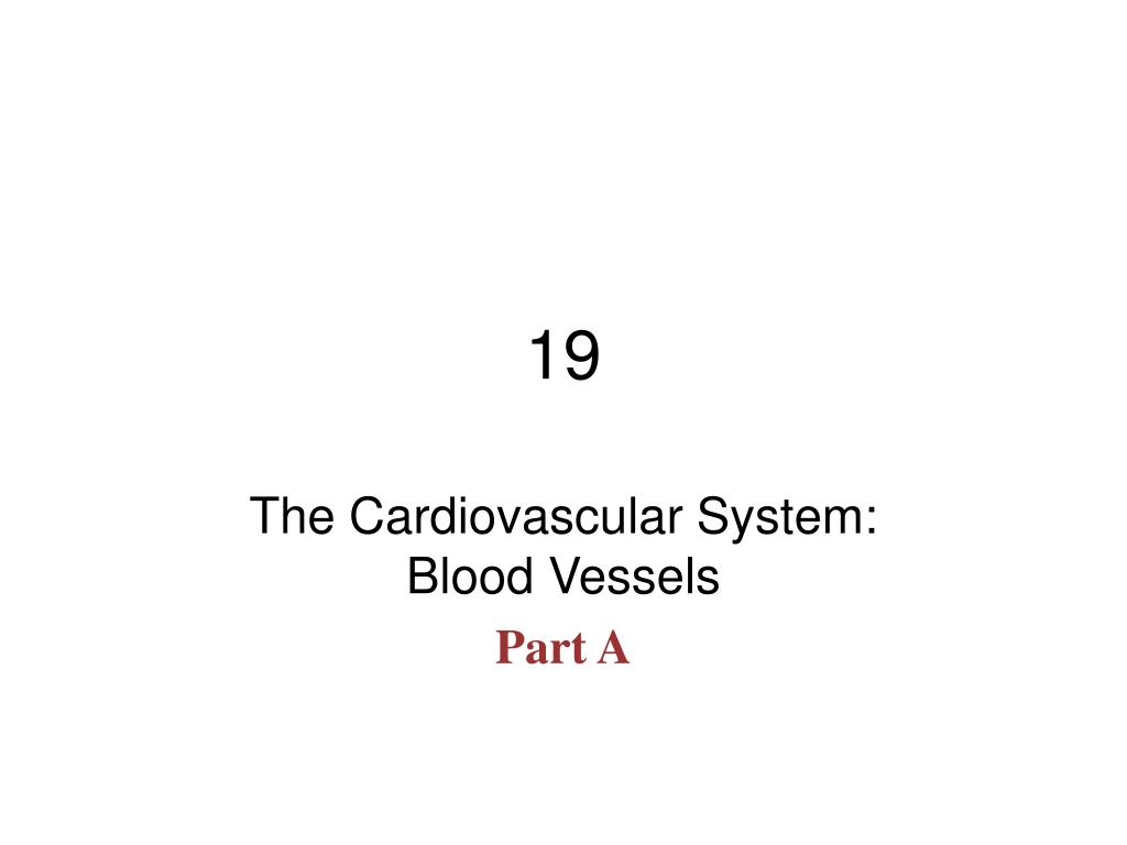 PPT - The Cardiovascular System: Blood Vessels Part A PowerPoint ...