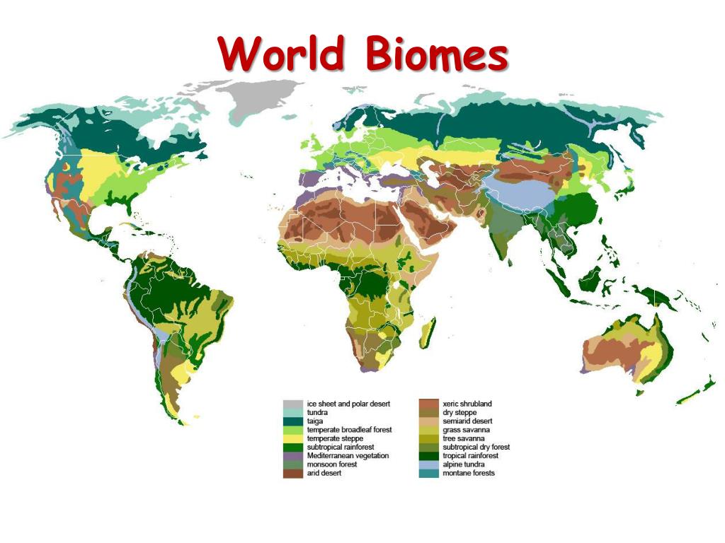 PPT - World Biomes PowerPoint Presentation, free download - ID:852675