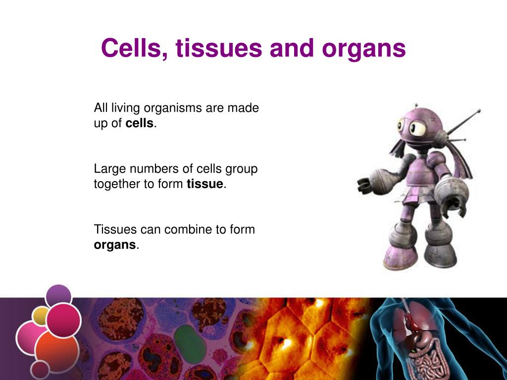 PPT - Cells, tissues and organs PowerPoint Presentation, free download ...