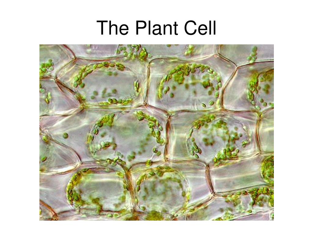 PPT - The Plant Cell PowerPoint Presentation, free download - ID:860791