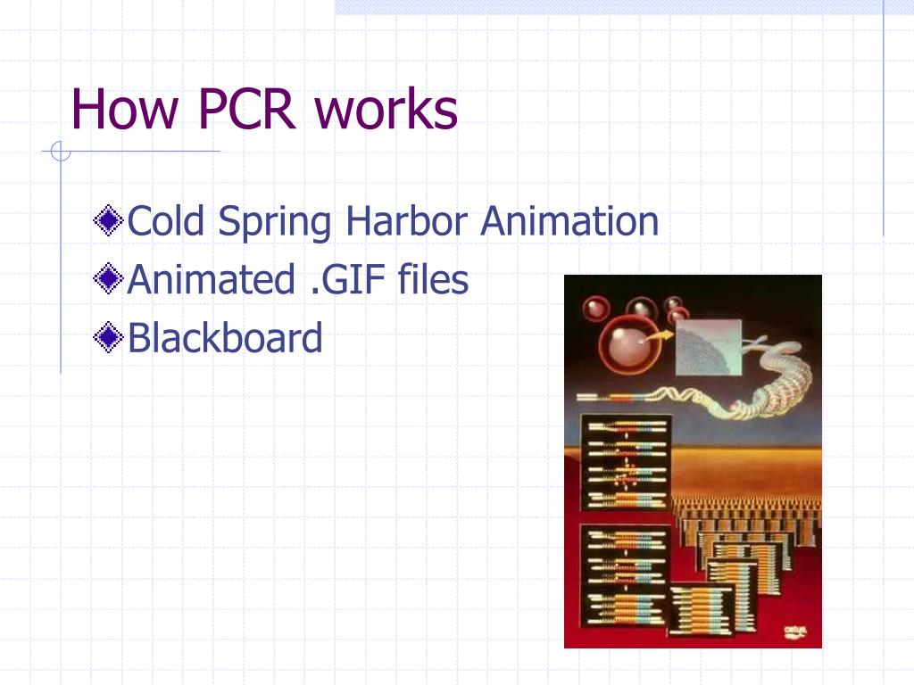 PPT - How PCR works PowerPoint Presentation, free download - ID:862368