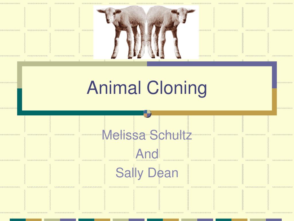 PPT - Animal Cloning PowerPoint Presentation, free download - ID:864866
