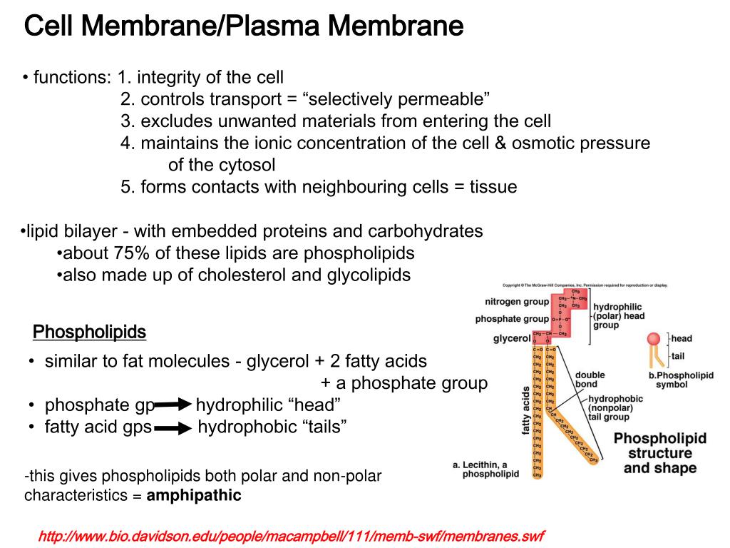 PPT - Cell Membrane/Plasma Membrane PowerPoint Presentation, free ...