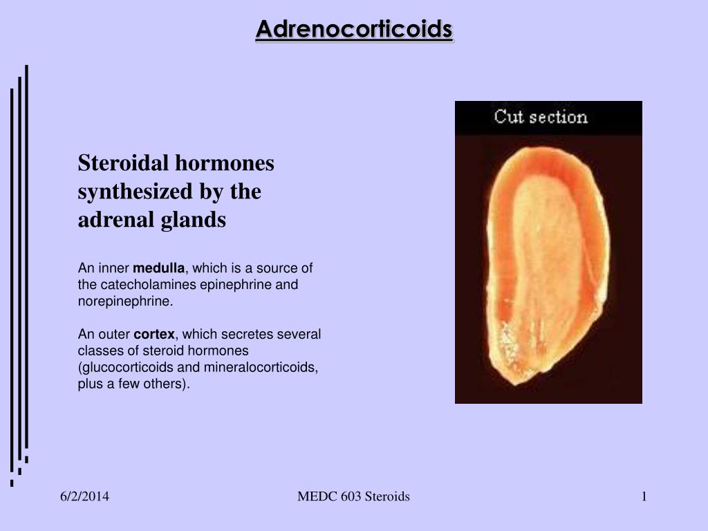 PPT - Adrenocorticoids PowerPoint Presentation, free download - ID:871261