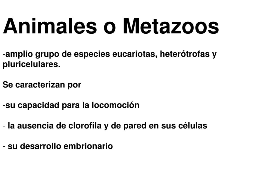 PPT - Animales o Metazoos amplio grupo de especies eucariotas ...