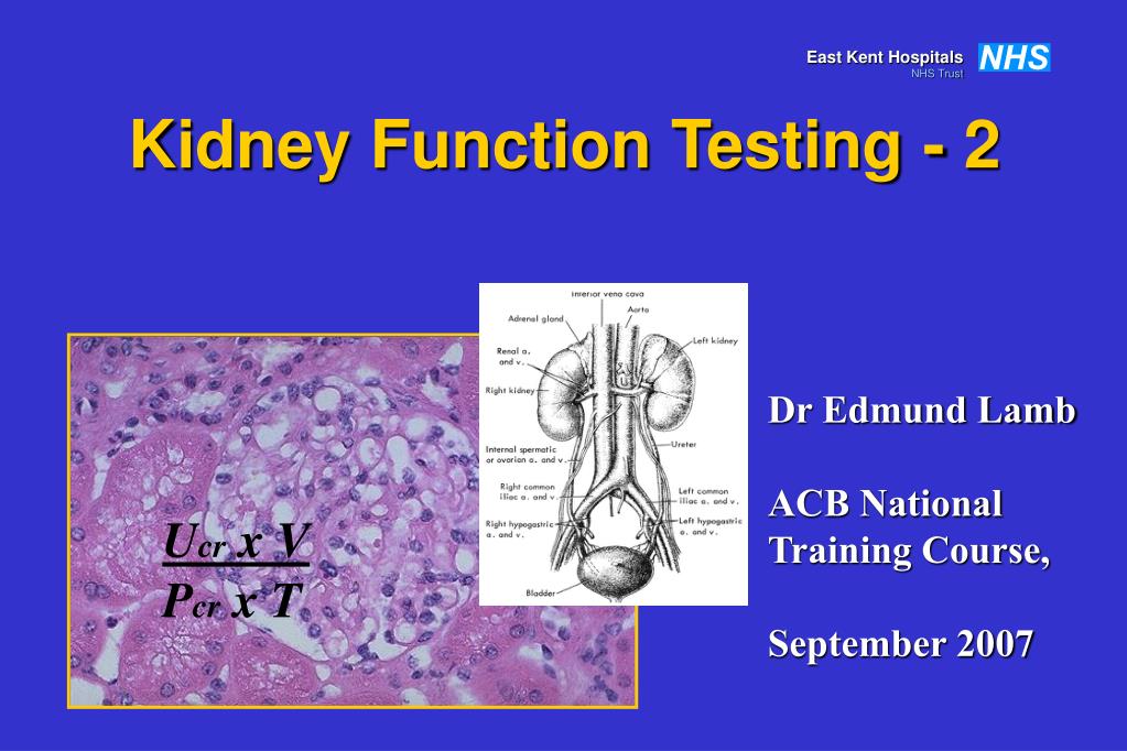 PPT - Kidney Function Testing - 2 PowerPoint Presentation, free ...