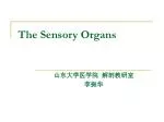 PPT - THE SENSORY ORGANS PowerPoint Presentation, free download - ID ...