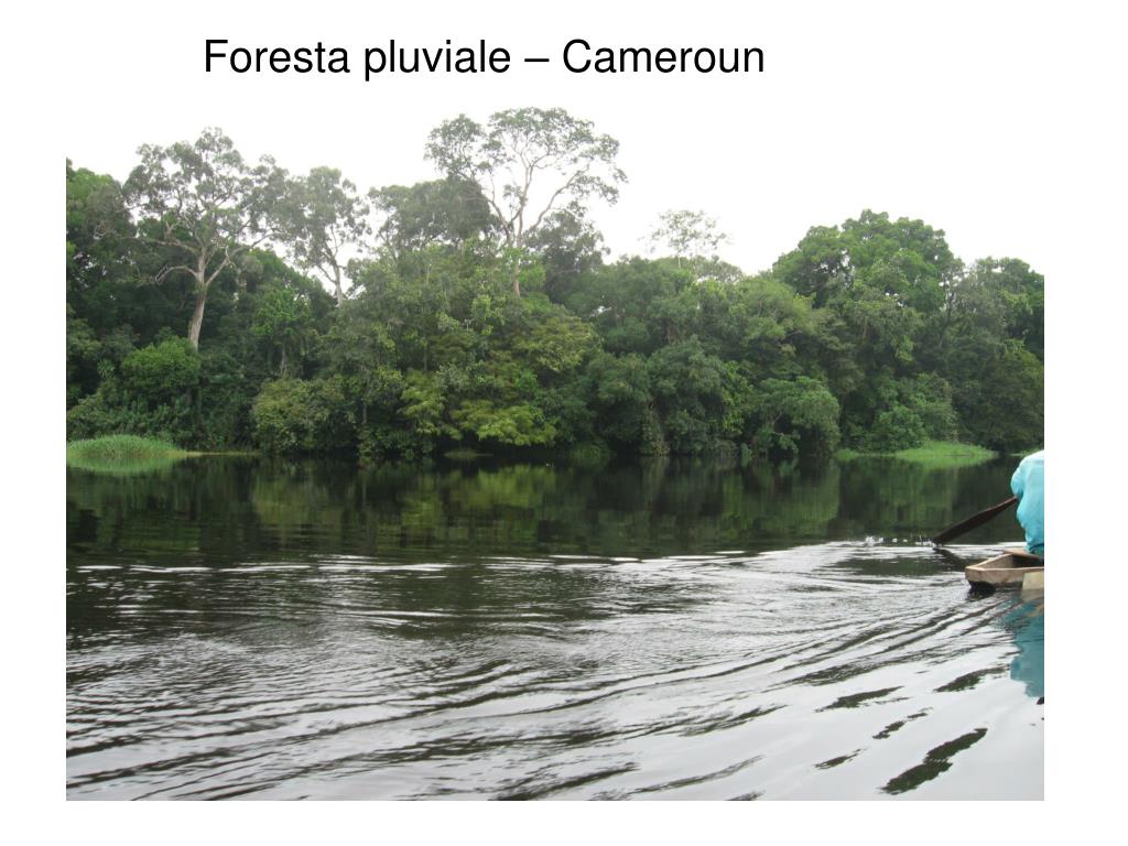 PPT - Foresta pluviale – Cameroun PowerPoint Presentation, free download - ID:889301