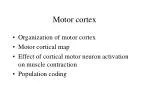 PPT - Motor cortex PowerPoint Presentation, free download - ID:9468376