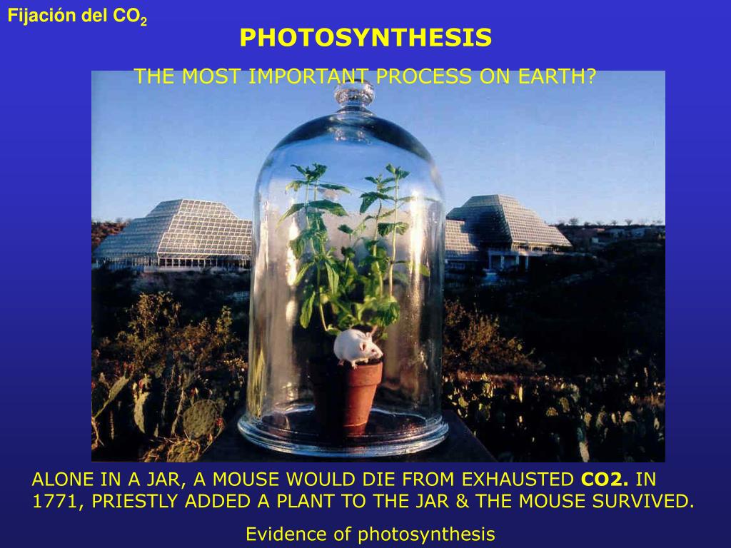 PPT - PHOTOSYNTHESIS THE MOST IMPORTANT PROCESS ON EARTH? PowerPoint ...