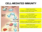 PPT - Cell-Mediated Effector Responses Chapter 14 PowerPoint ...