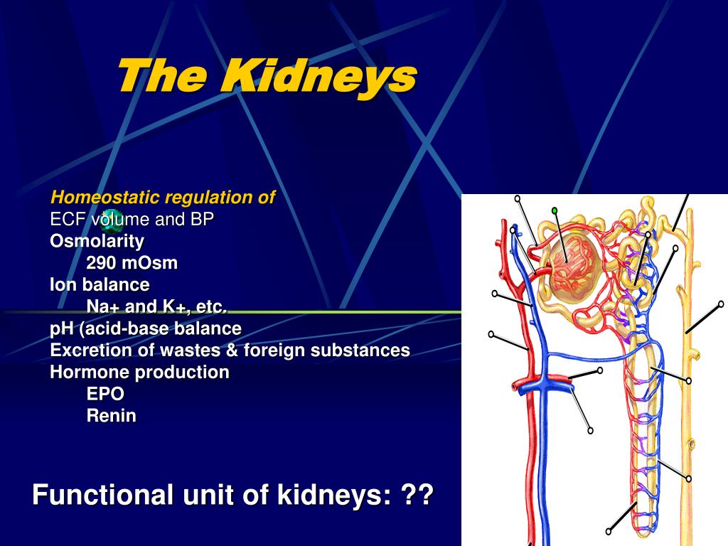 PPT - The Kidneys PowerPoint Presentation, free download - ID:903813