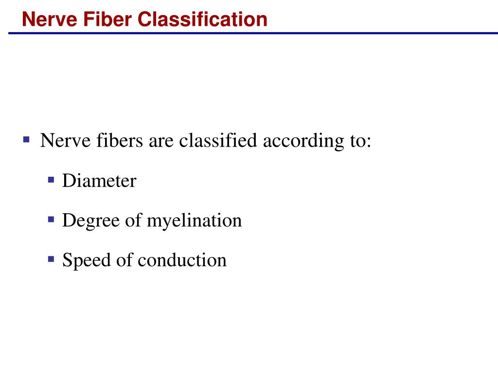 PPT - Nerve Fiber Classification PowerPoint Presentation, free download - ID:904702