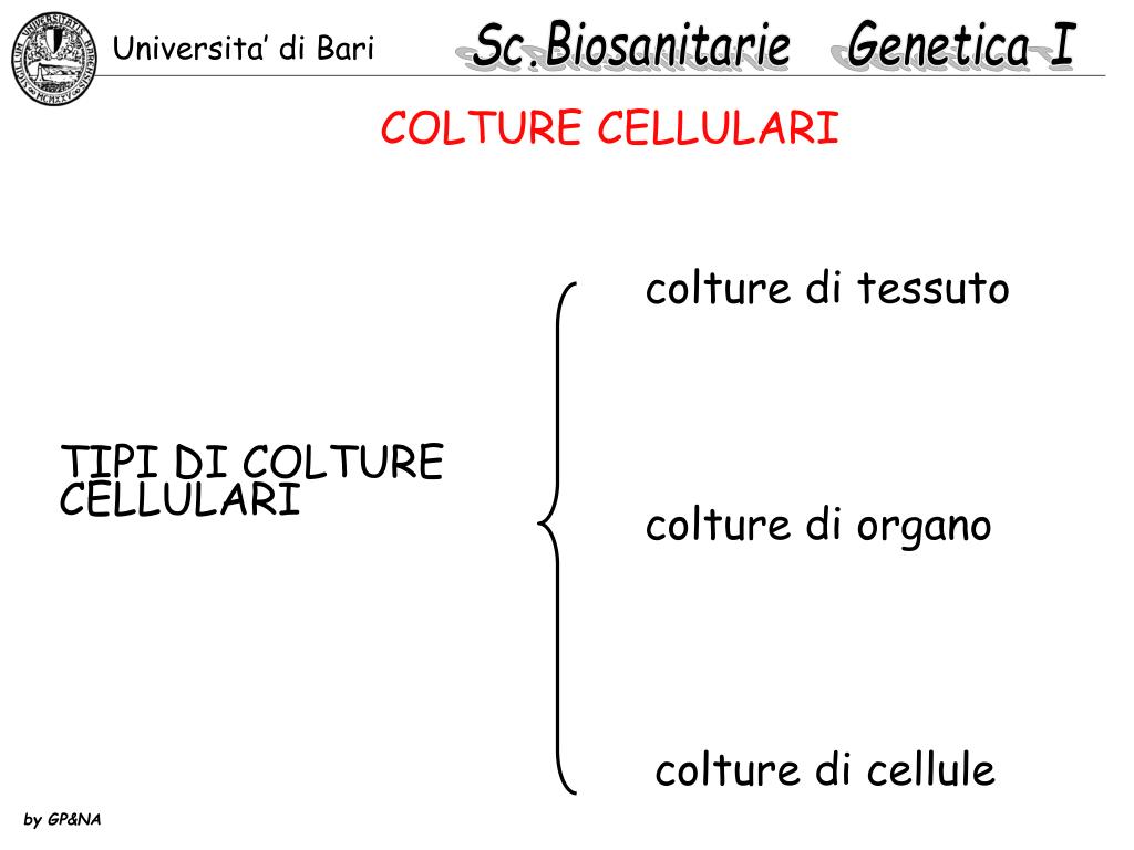 PPT - COLTURE CELLULARI PowerPoint Presentation, free download - ID:913689