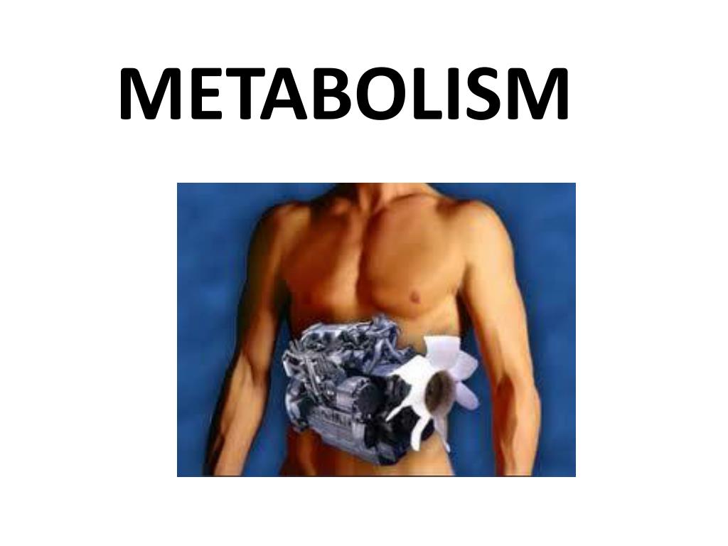 PPT - METABOLISM PowerPoint Presentation, free download - ID:913742