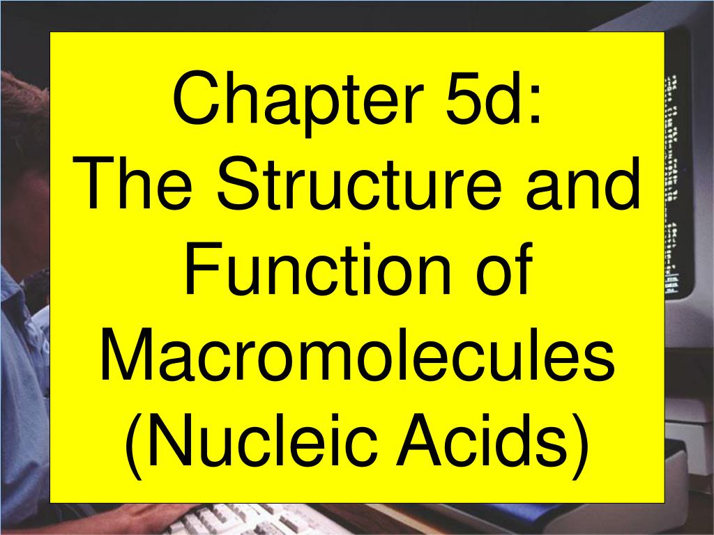 PPT - Chapter 5d: The Structure and Function of Macromolecules (Nucleic Acids) PowerPoint ...