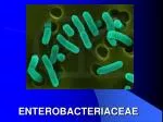 PPT - Enterobacteriaceae II PowerPoint Presentation, free download - ID ...