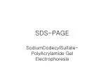 PPT - SDS-PAGE PowerPoint Presentation, free download - ID:1282532