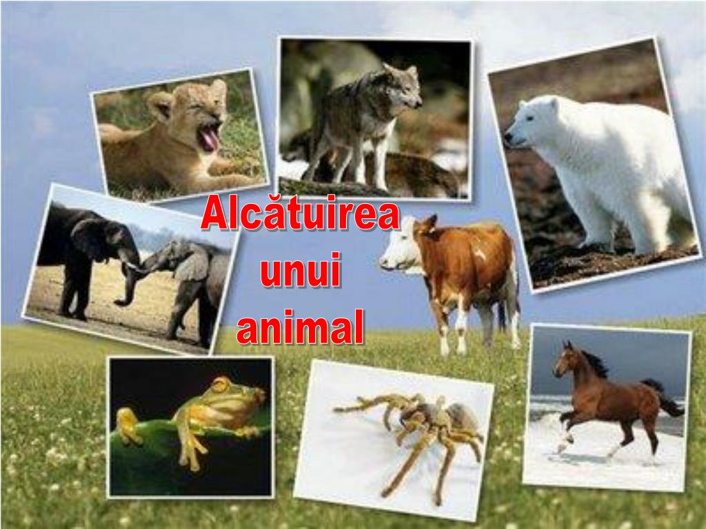 PPT - Alcătuirea unui animal PowerPoint Presentation, free download ...