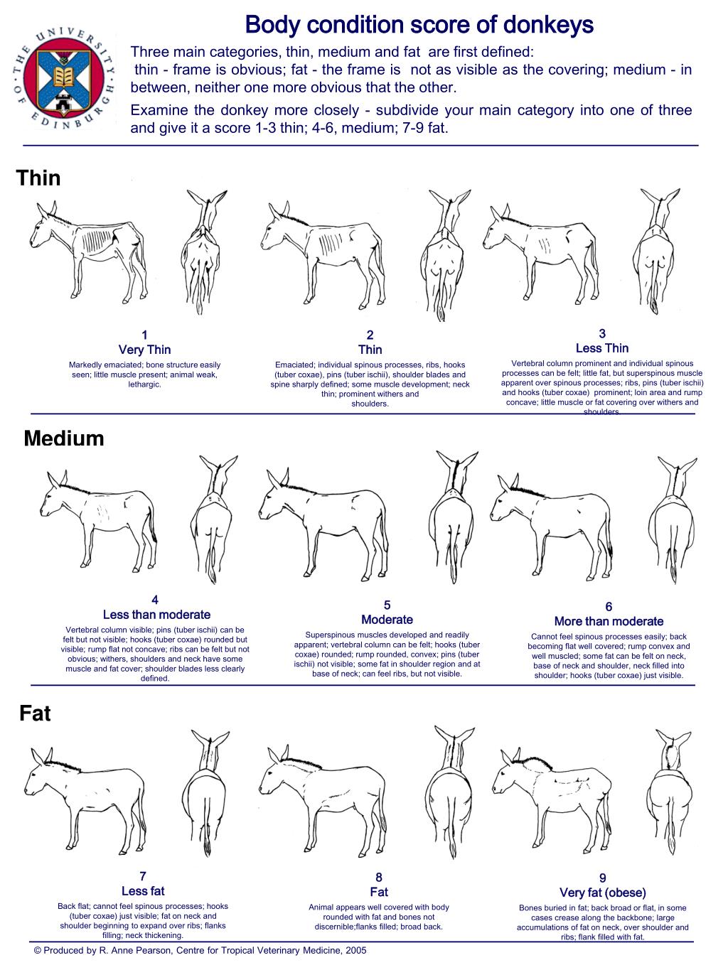 PPT - Body condition score of donkeys PowerPoint Presentation, free ...