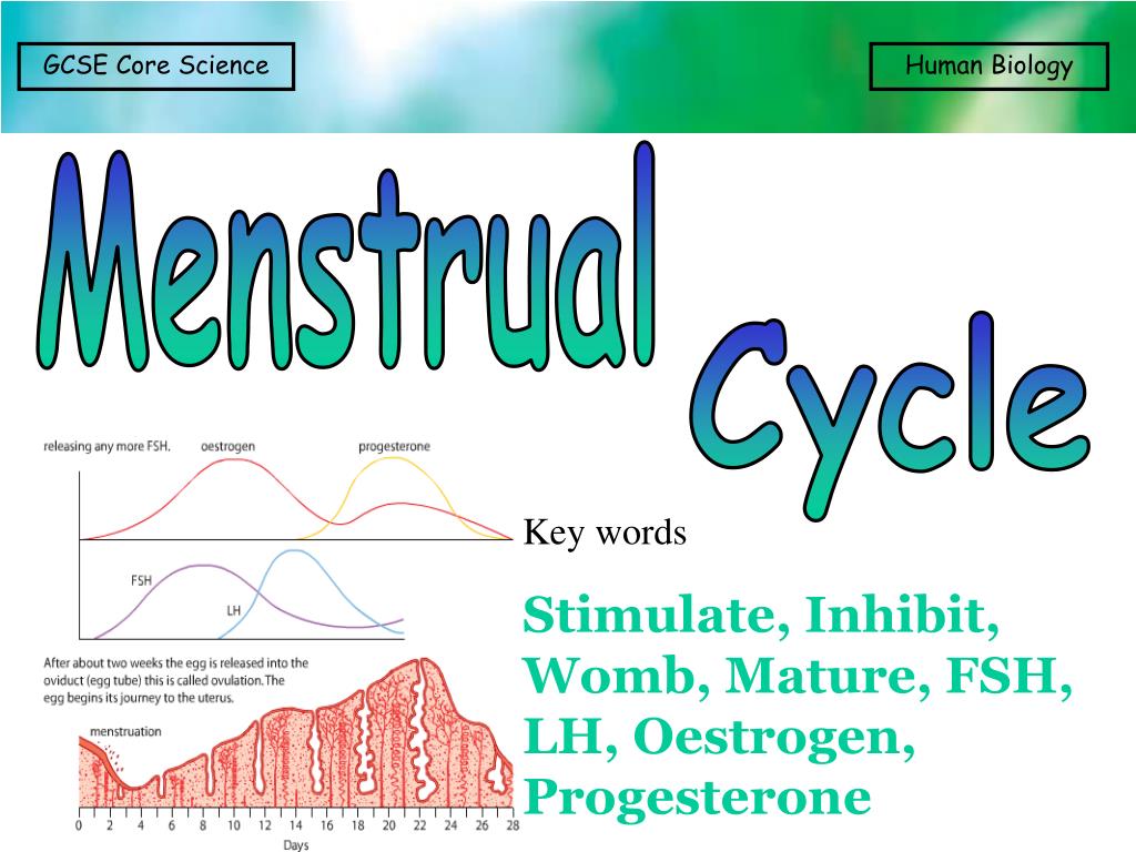 PPT - Menstrual PowerPoint Presentation, free download - ID:923144