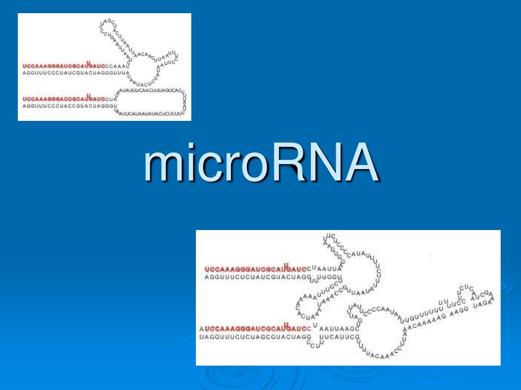 PPT - microRNA PowerPoint Presentation, free download - ID:924393