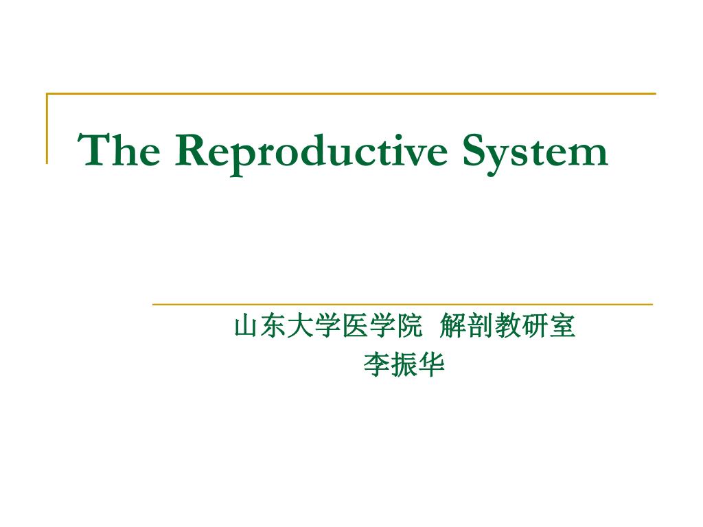 PPT - The Reproductive System PowerPoint Presentation, free download ...
