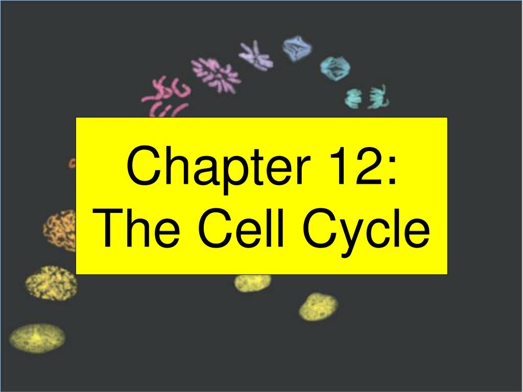 PPT - Chapter 12: The Cell Cycle PowerPoint Presentation, free download ...
